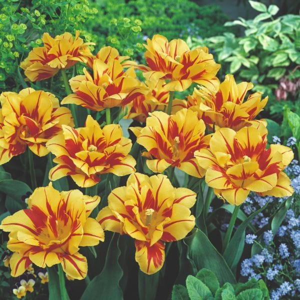 Fothergill's Tulip Monsella Flower Bulbs Bold Striped Double Tulips