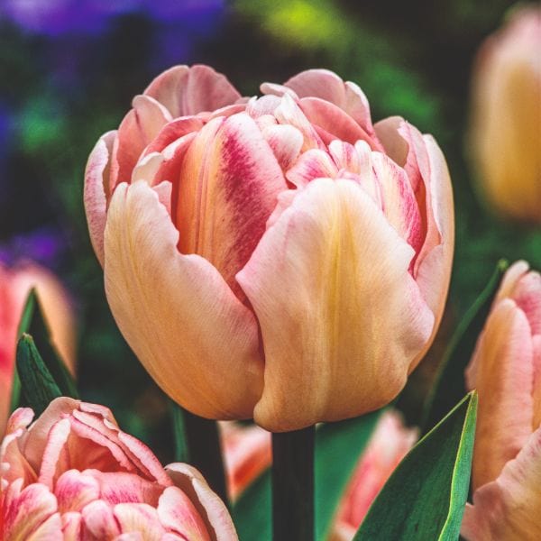 Fothergill's Tulip Foxtrot Flower Bulbs Double Pink Tulips