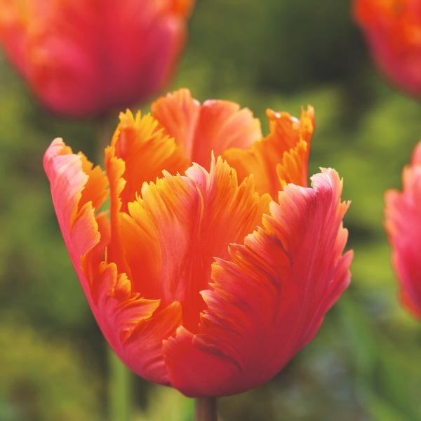 Fothergill's Tulip Amazing Parrot Flower Bulbs Bold Striped Flowers