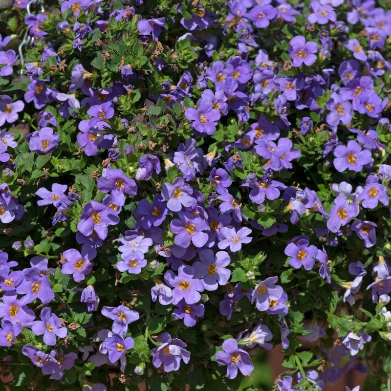 Bacopa Blue Plants from Fothergills