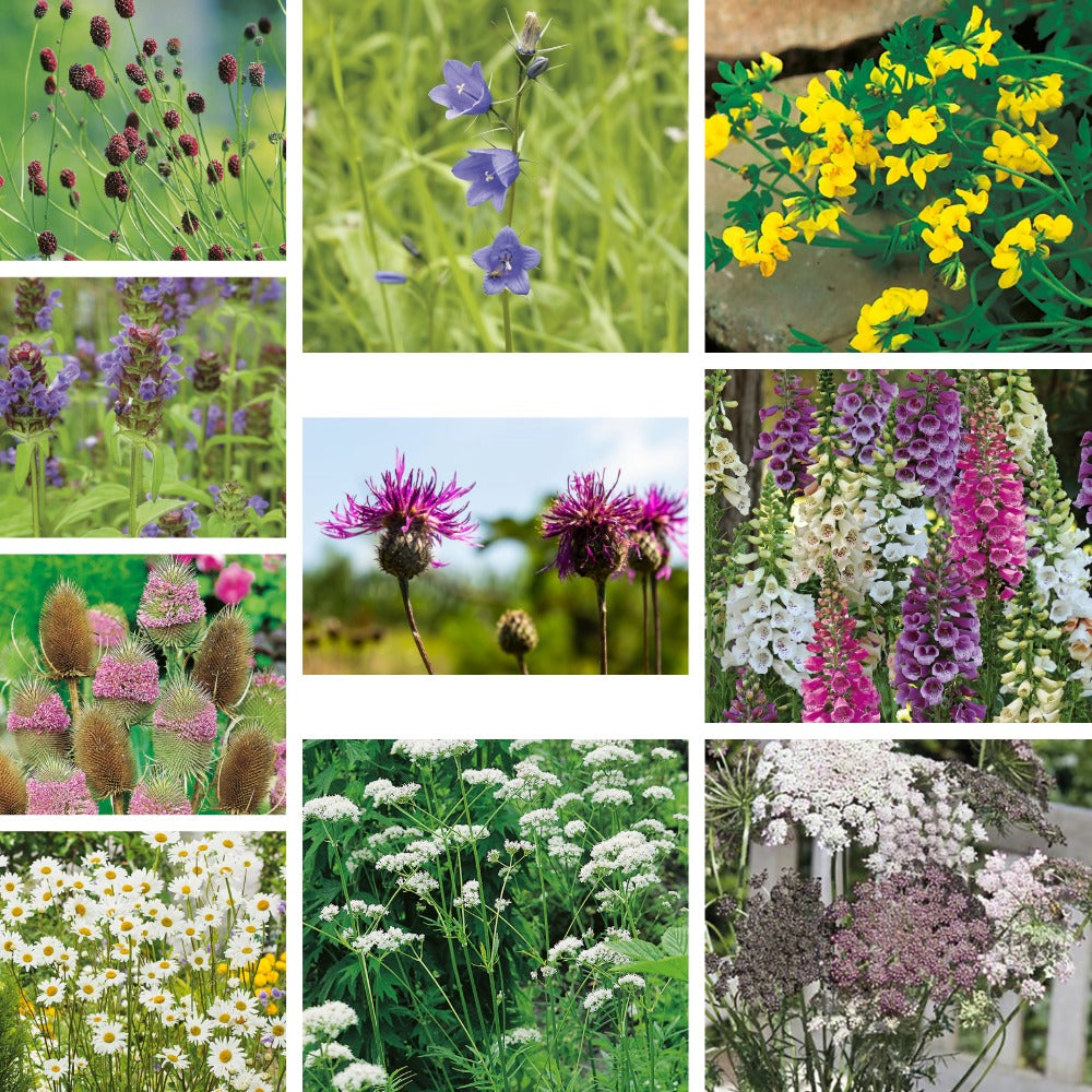 Wildflower Ultimate Collection Young Plants | Fothergill’s