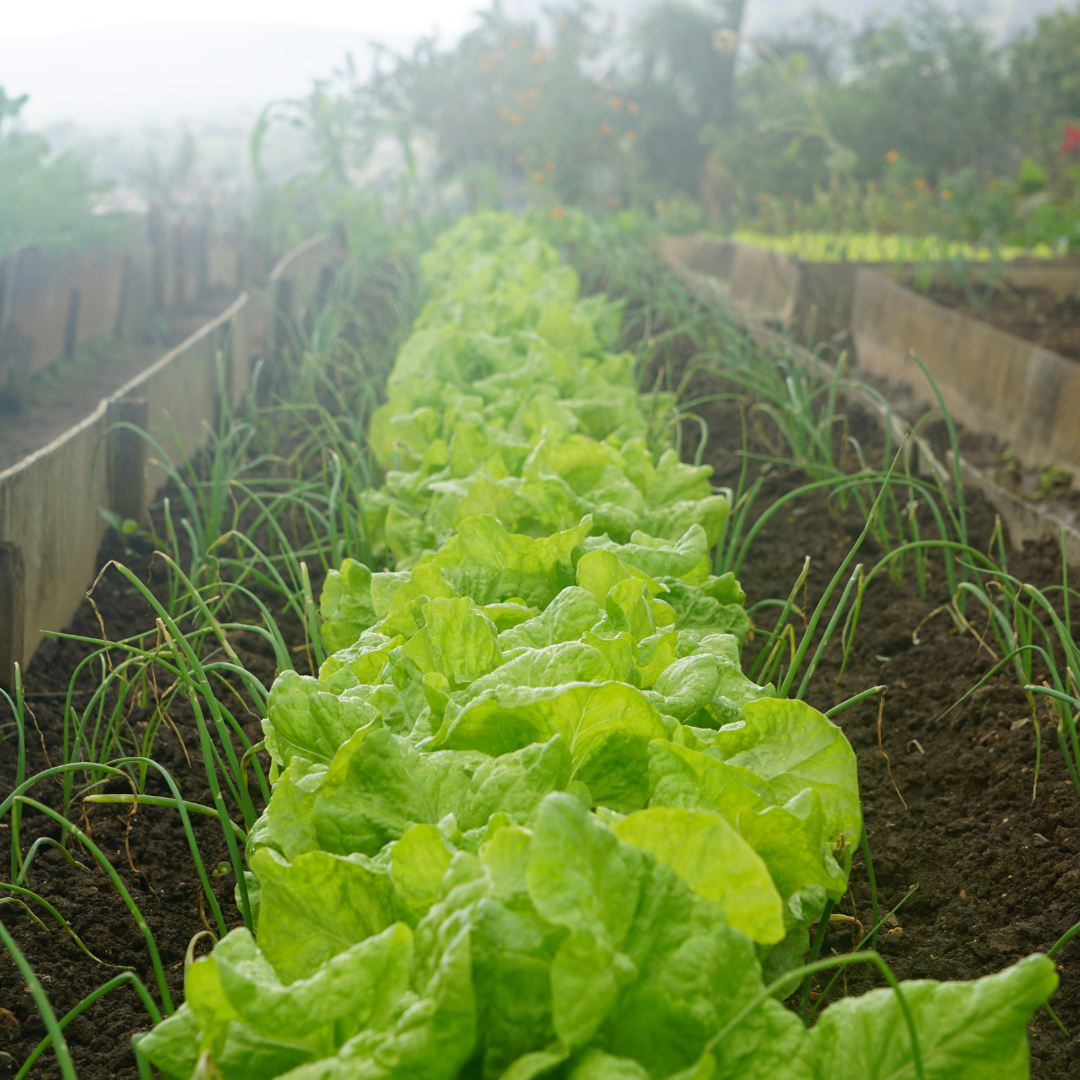 How to Grow Lettuce | Growing Guide | Mr Fothergill’s