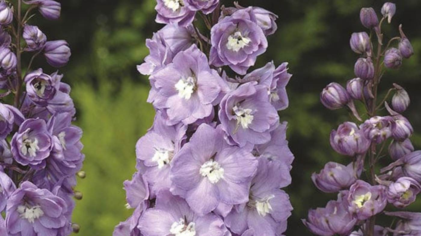 How to Grow Delphinium from Seed | Fothergill’s