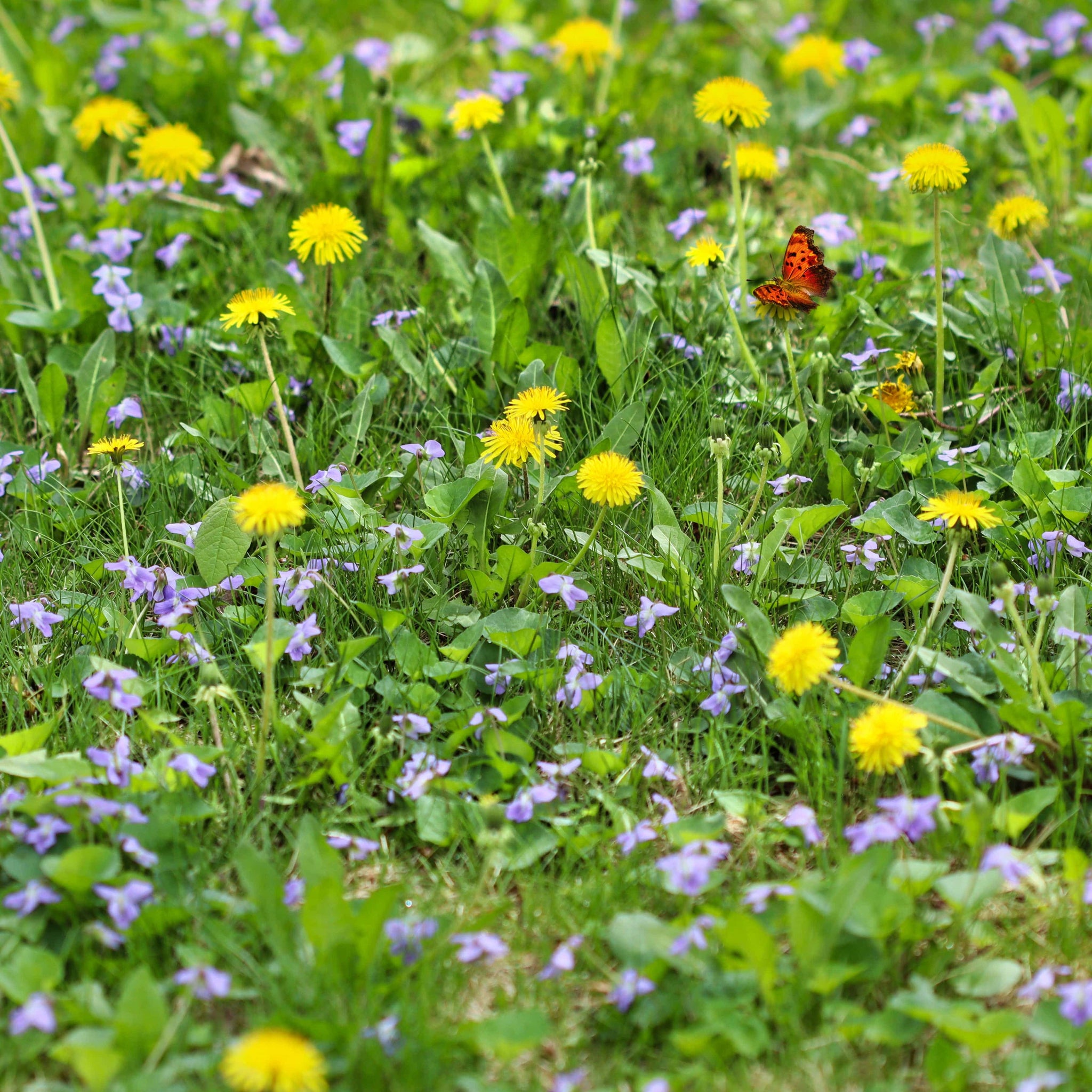 Sow Flowers February | Flowers to Sow Feb | Fothergill's