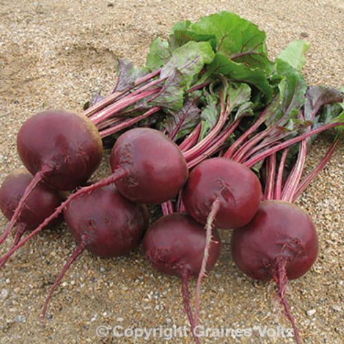 Beetroot Plants | Fothergill’s