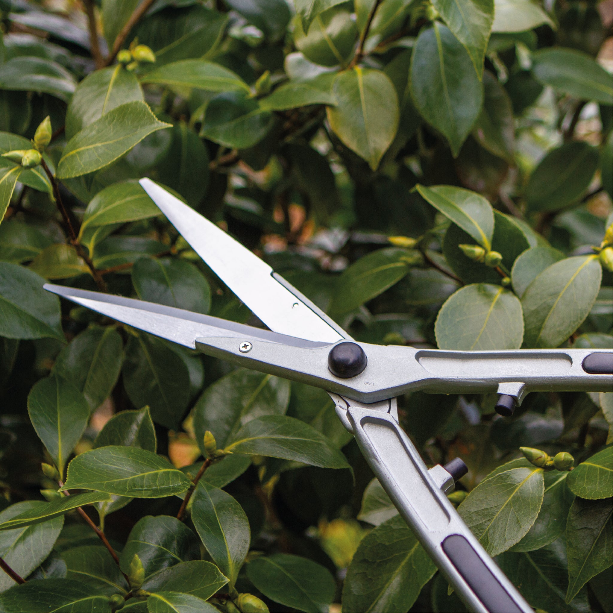 Darlac Shears | Buy Darlac Shears | Mr Fothergill's