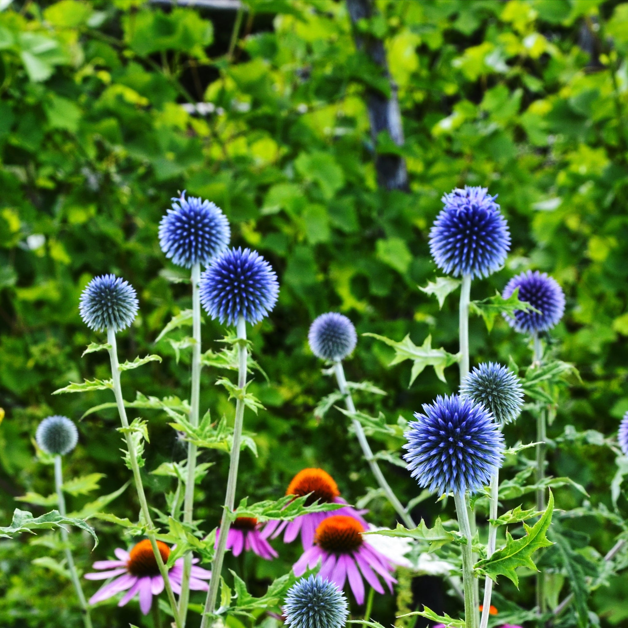 Blue Blooming Perennials 25 Best Blue Flowers | BBC Gardeners World