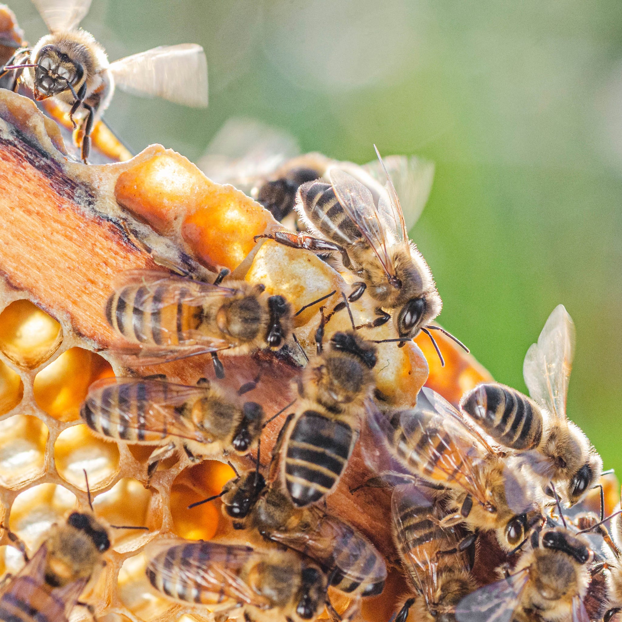 Bee Houses | Bee Homes | Mr Fothergill's