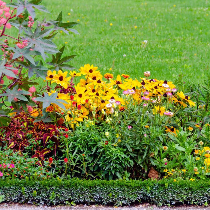 Flower Seeds | Fothergill's