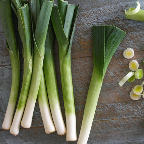 Leek Seeds | Fothergill’s