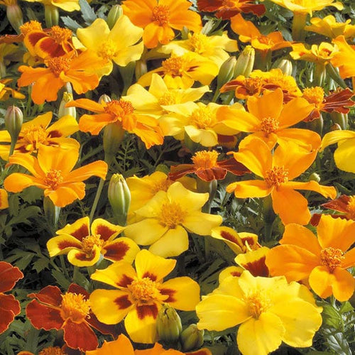 French Marigold Seeds | Fothergill's