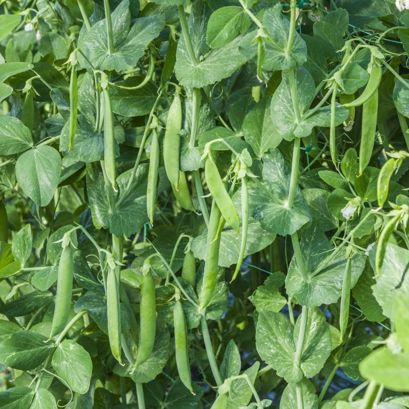 Pea Plants | Vegetables | Fothergill's
