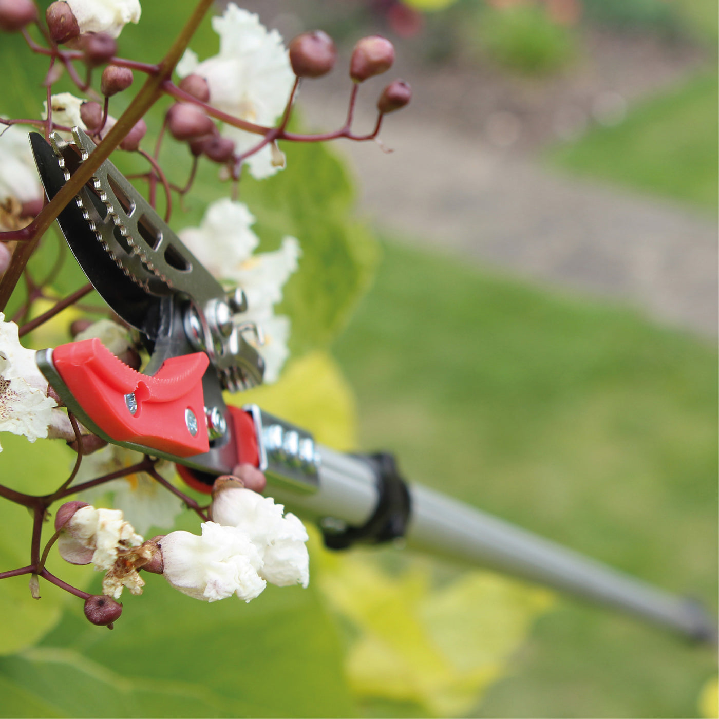 Darlac Snapper | Buy Darlac Snapper | Mr Fothergill's