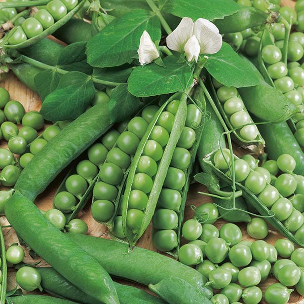 Pea Ambassador Seeds from Mr Fothergill's Seeds and Plants
