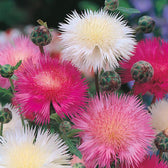 Sweet Sultan Mixed Seeds from Mr Fothergill's Seeds and Plants