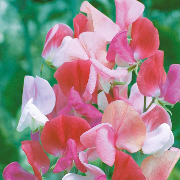 Sweet Pea Perfume Duet Seeds from Mr Fothergill's Seeds and Plants