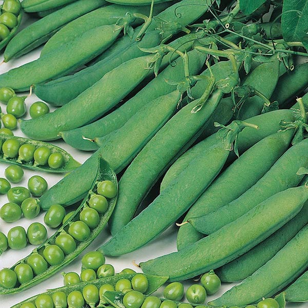 Pea Hurst Green Shaft Seeds from Mr Fothergill's Seeds and Plants