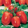 Tomato (Plum) Roma VF Seeds from Mr Fothergill's Seeds and Plants