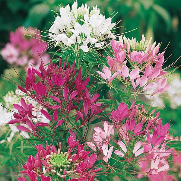 Cleome plant store