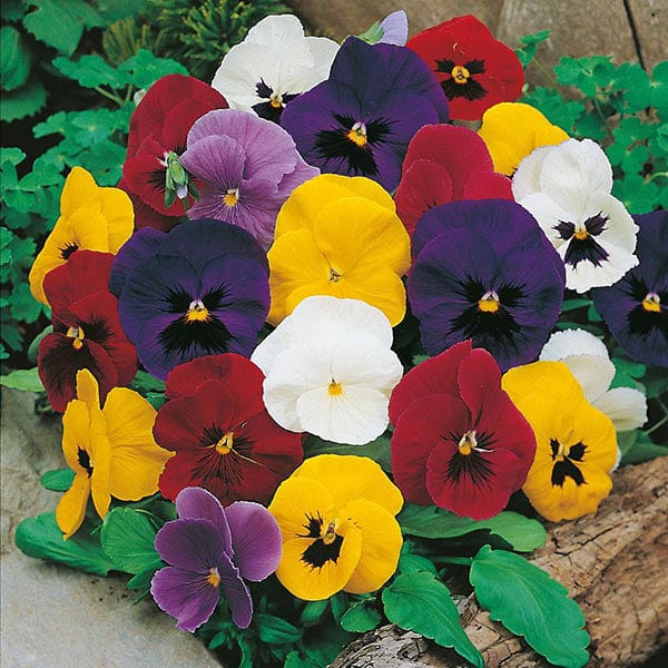 Pansy Mr F's Early Mixed F1 Seeds from Mr Fothergill's Seeds and Plants