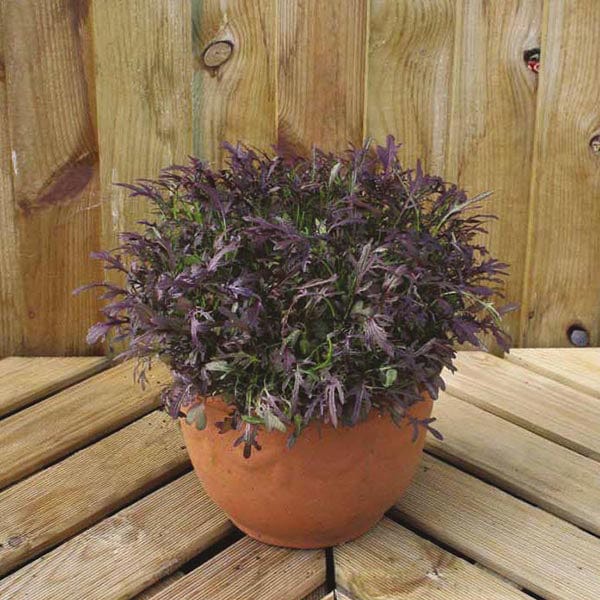 Salad Leaves Mustard Oriental Ruby Streaks Seeds from Mr Fothergill's ...