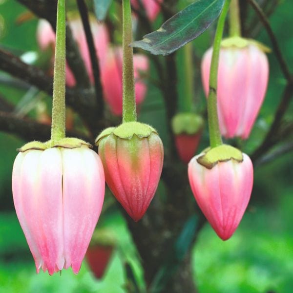 Crinodendron Hookerianum Ada Hoffman Flower Plant | Fothergill’s