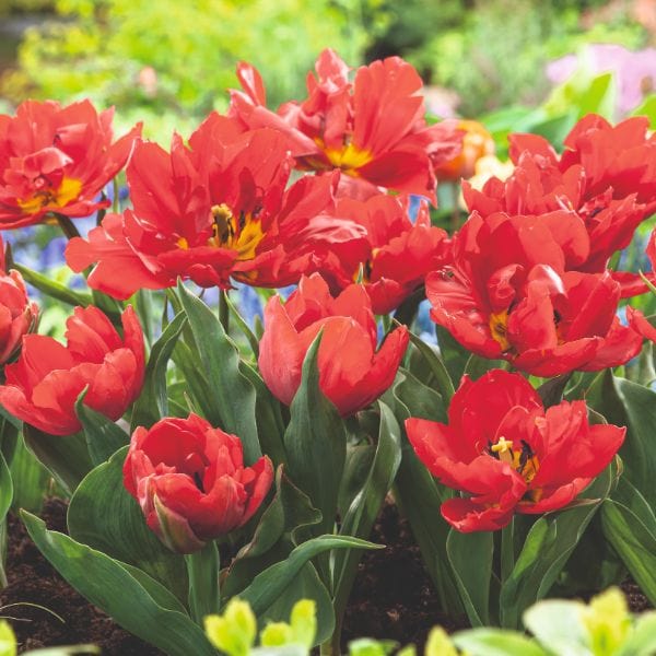 Fothergill's Tulip Abba Flower Bulbs Early Double Red Tulips