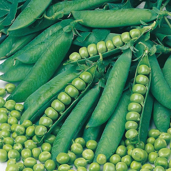 Pea Onward Seeds from Mr Fothergill's Seeds and Plants