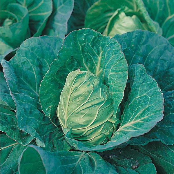Cabbage Greyhound Seeds from Mr Fothergill's Seeds and Plants