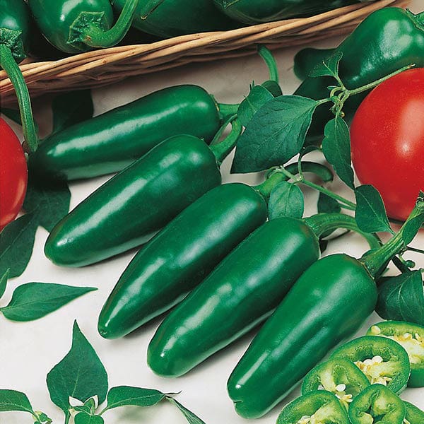 Chilli Pepper Jalapeno Vegetable Plants From Mr Fothergills Seeds and ...