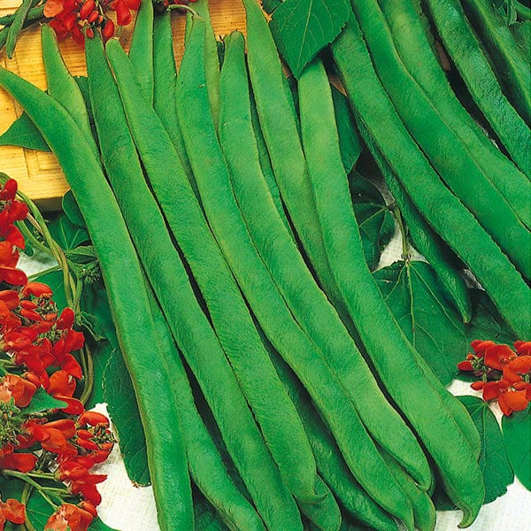 Runner Bean Enorma Seeds from Mr Fothergill's Seeds and Plants