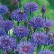 Cornflower Blue Seeds | Cornflower Blue Ball | Mr Fothergill’s