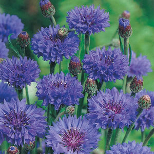 Cornflower Blue Seeds | Cornflower Blue Ball | Mr Fothergill’s