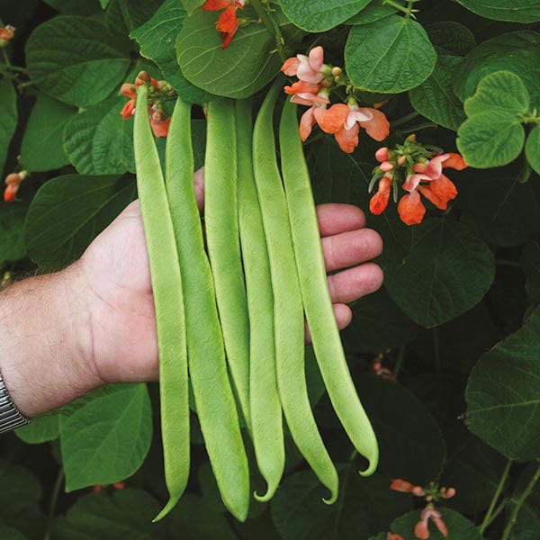 Runner Bean Celebration Seeds from Mr Fothergill's Seeds and Plants