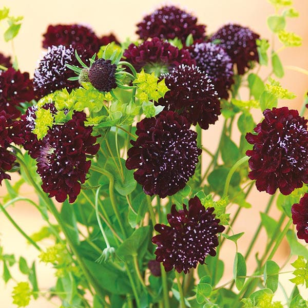 Scabious Black Knight Seeds from Mr Fothergill's Seeds and Plants