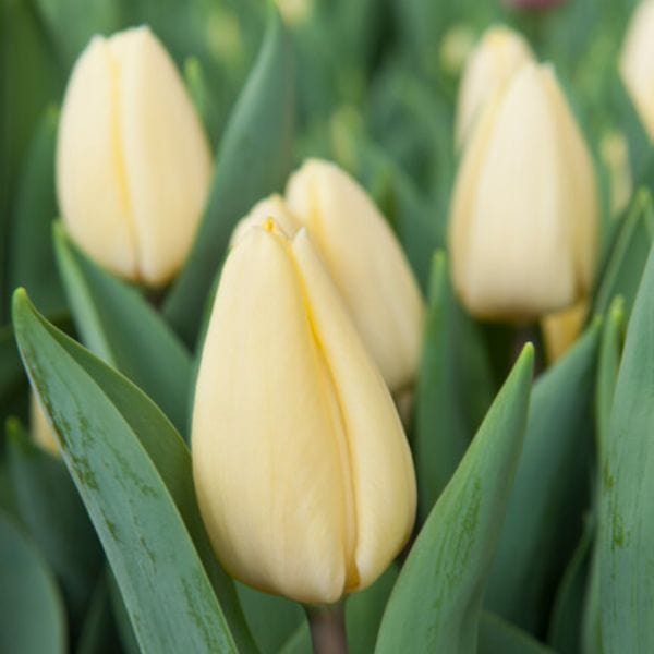 Fothergill's Tulip Crème Fraiche Flower Bulbs â€“ Elegant Cream Yellow ...