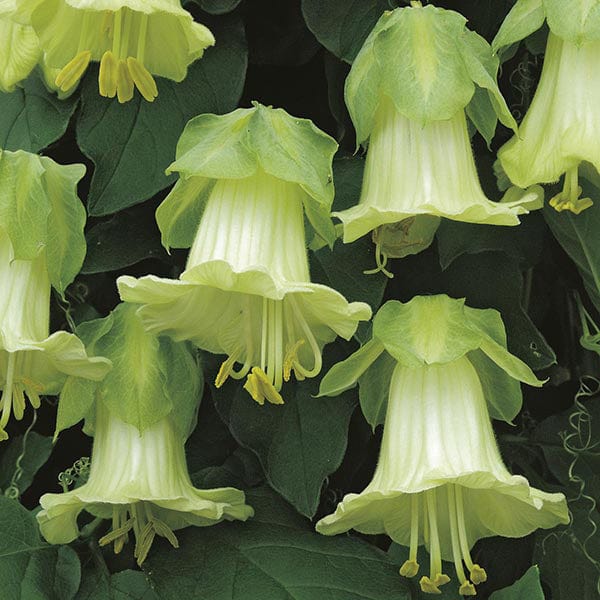 Cobaea Alba Seeds from Mr Fothergill's Seeds and Plants