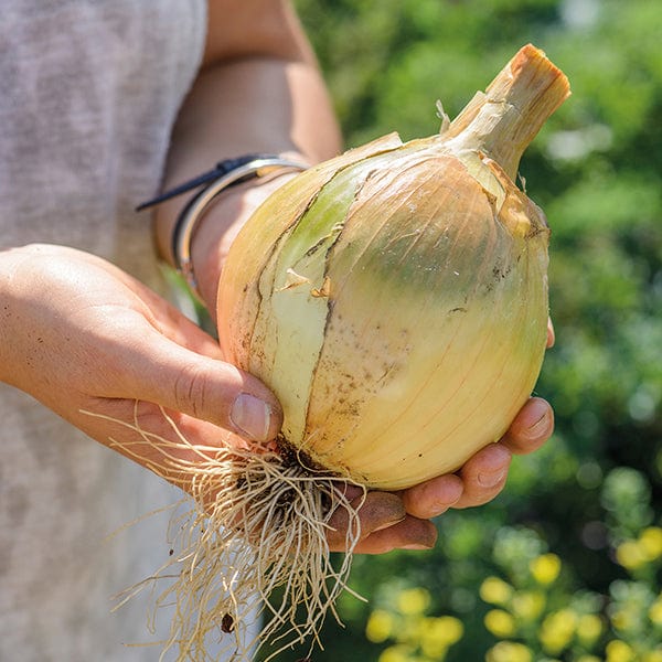 Onion Exhibition Plants from Mr Fothergill's Seeds and Plants