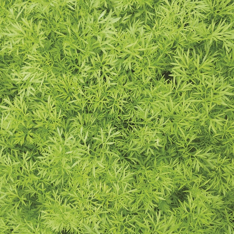 Coriander Confetti Seeds from Mr Fothergill's Seeds