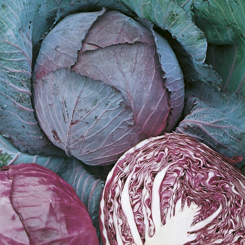 RHS Cabbage Red Rookie F1 Seeds from Mr Fothergill's Seeds