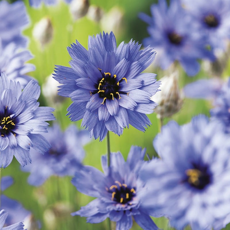 RHS Catananche Cupid’s Dart Seeds from Mr Fothergills Seeds