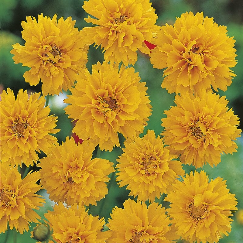 RHS Coreopsis Early Sunrise Seeds from Mr Fothergills Seeds