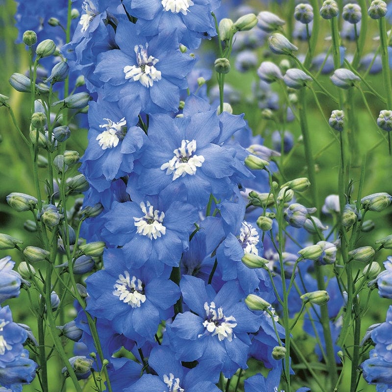 RHS Delphinium Centurion Sky Blue F1 Seeds from Mr Fothergills Seeds