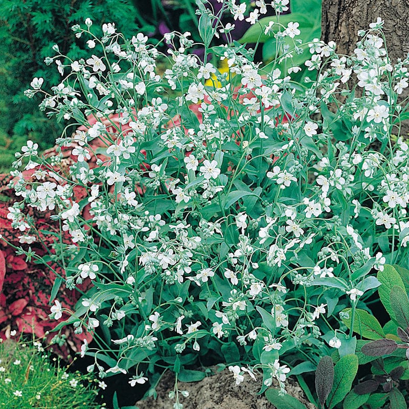 Omphalodes linifolia From Mr Fothergills Seeds and Plants