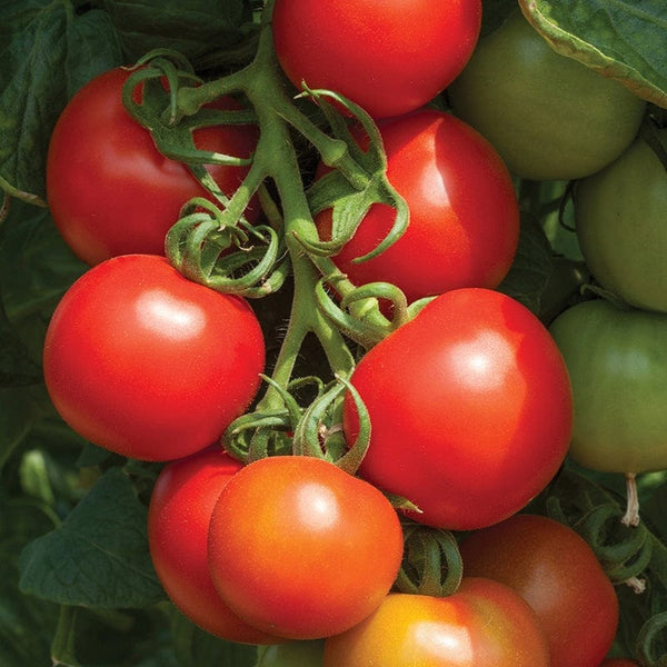 Tomato (Standard) Cocktail Crush F1 From Mr Fothergills Seeds and Plants