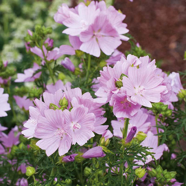 Musk Mallow Wildflower Seeds From Mr Fothergills Seeds and Plants