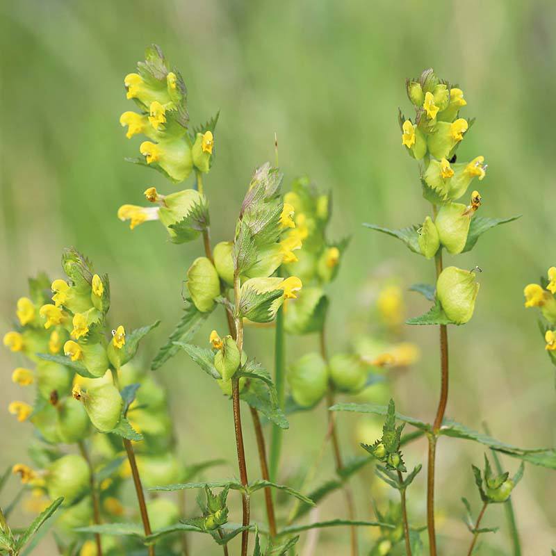 Yellow Rattle Wildflower Seeds From Mr Fothergills Seeds and Plants