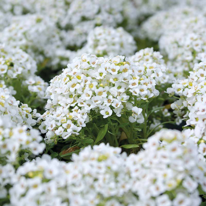 Alyssum Snowdrift Flower Seeds From Mr Fothergills Seeds and Plants