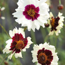 Coreopsis Incredible! Swirl Flower Seeds From Mr Fothergills Seeds and ...