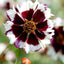 Coreopsis Incredible! Swirl Flower Seeds From Mr Fothergills Seeds and ...